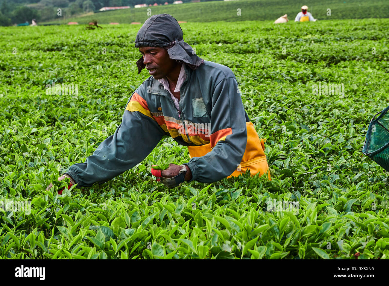 Kenya, Kericho county, Kericho, tea picker picking tea leaves Stock ...