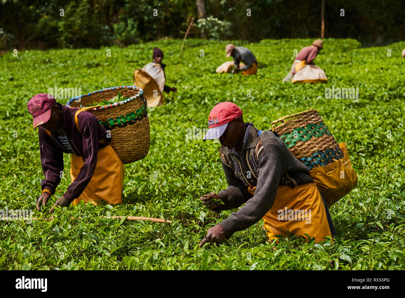 Kenya, Kericho county, Kericho, tea picker picking tea leaves Stock ...