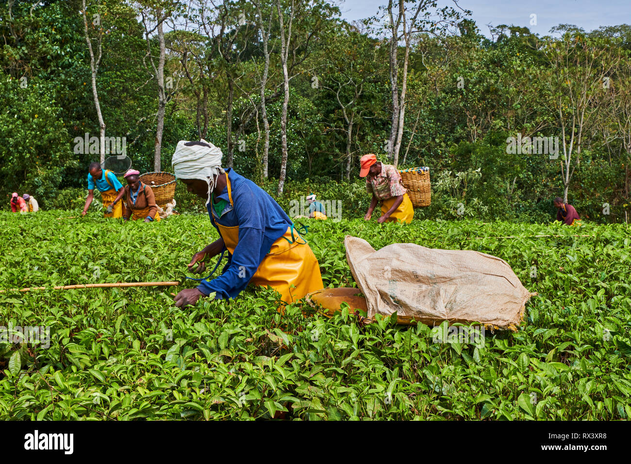 Kenya, Kericho county, Kericho, tea picker picking tea leaves Stock ...