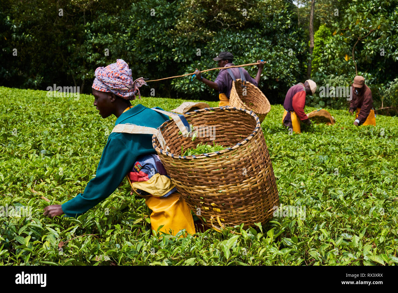 Kenya, Kericho county, Kericho, Evaline CHebe, 35 old, tea picker ...