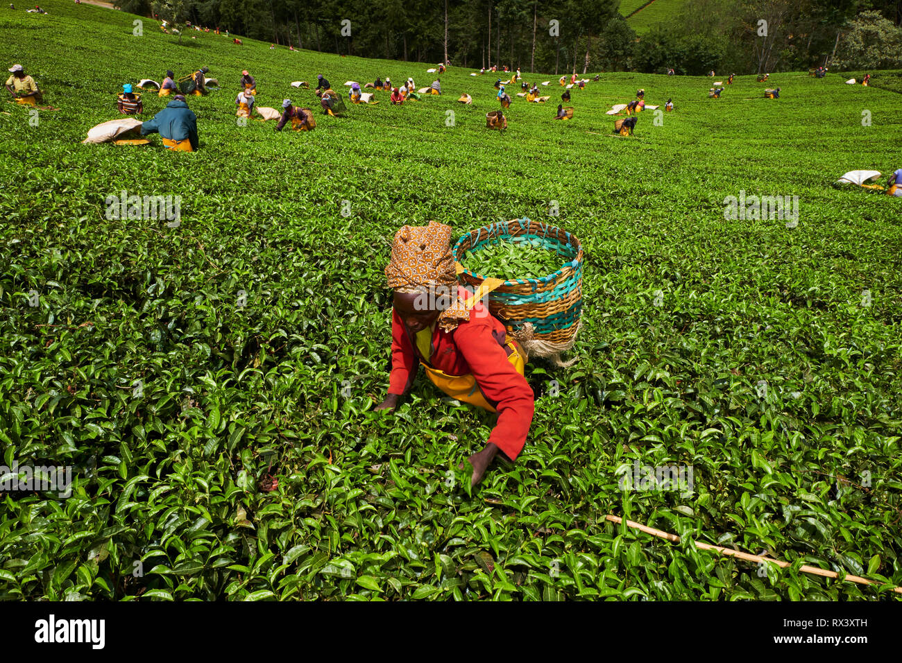 Kenya, Kericho county, Kericho, tea picker picking tea leaves Stock ...
