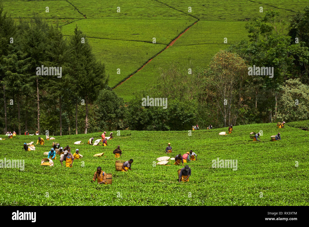 Kericho tea picker hi-res stock photography and images - Alamy