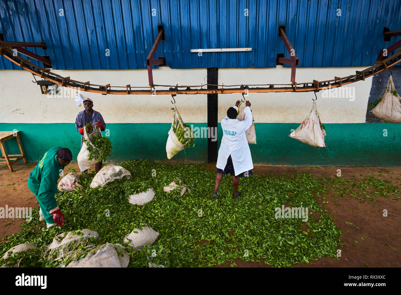 Kenya, Kericho county, Kericho, Tilya tea factory Stock Photo - Alamy