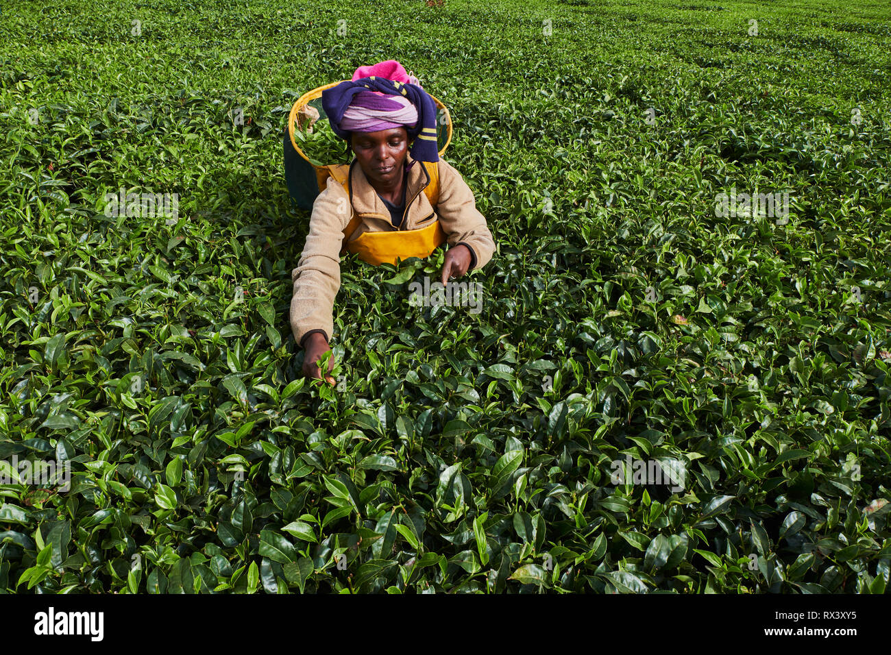 Kenya, Kericho county, Kericho, tea picker picking tea leaves Stock ...