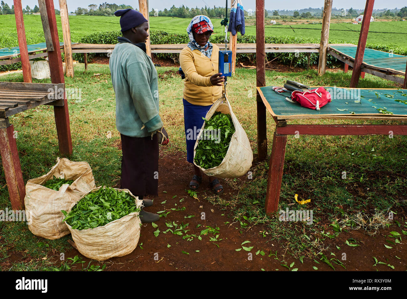 Kenya, Kericho county, Kericho, tea collect and weighing Stock Photo ...