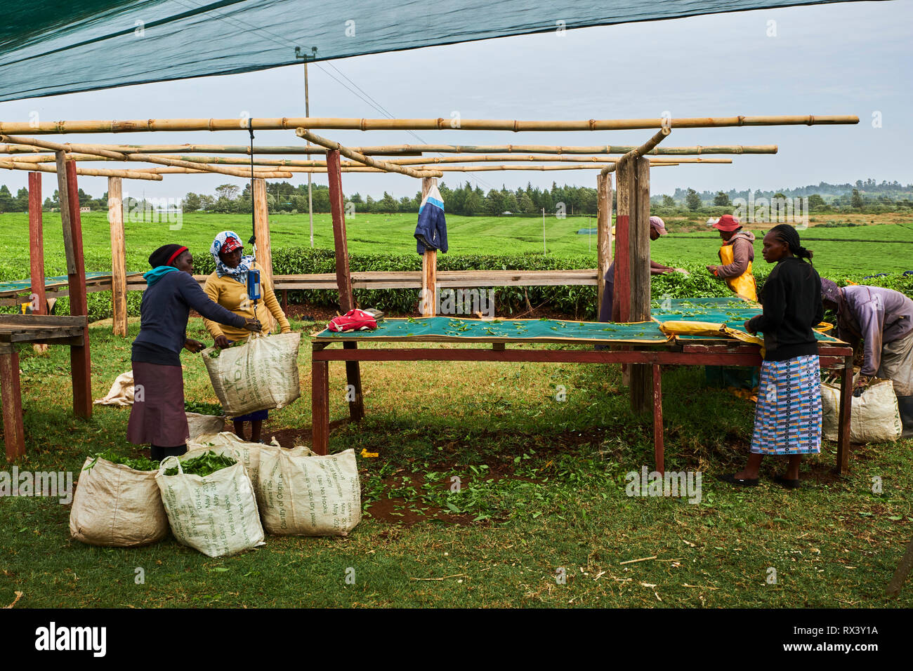 Kenya, Kericho county, Kericho, tea collect and weighing Stock Photo ...