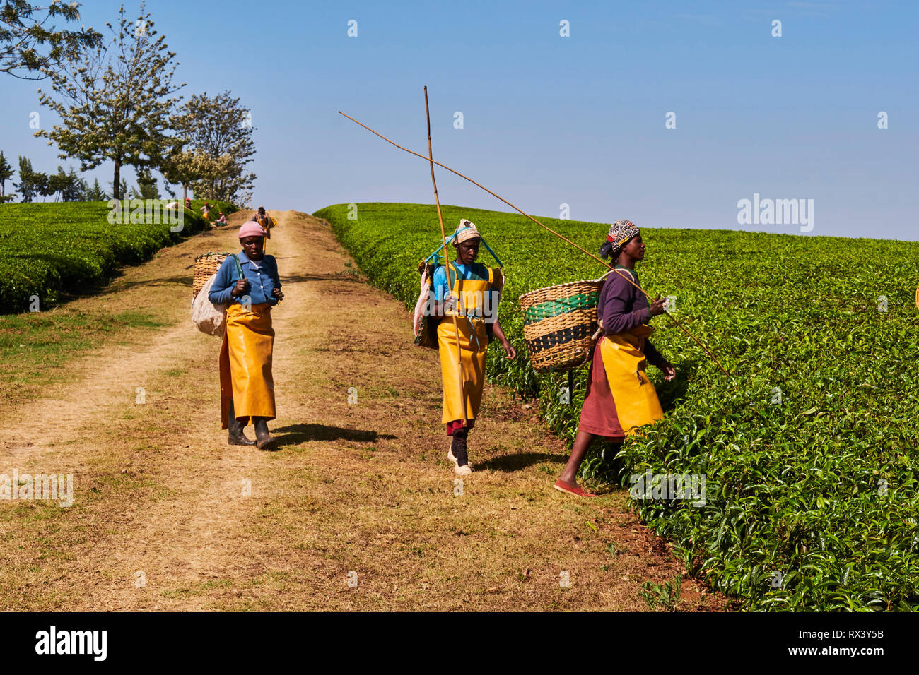 Kenya, Kericho county, Kericho, tea picker picking tea leaves Stock ...
