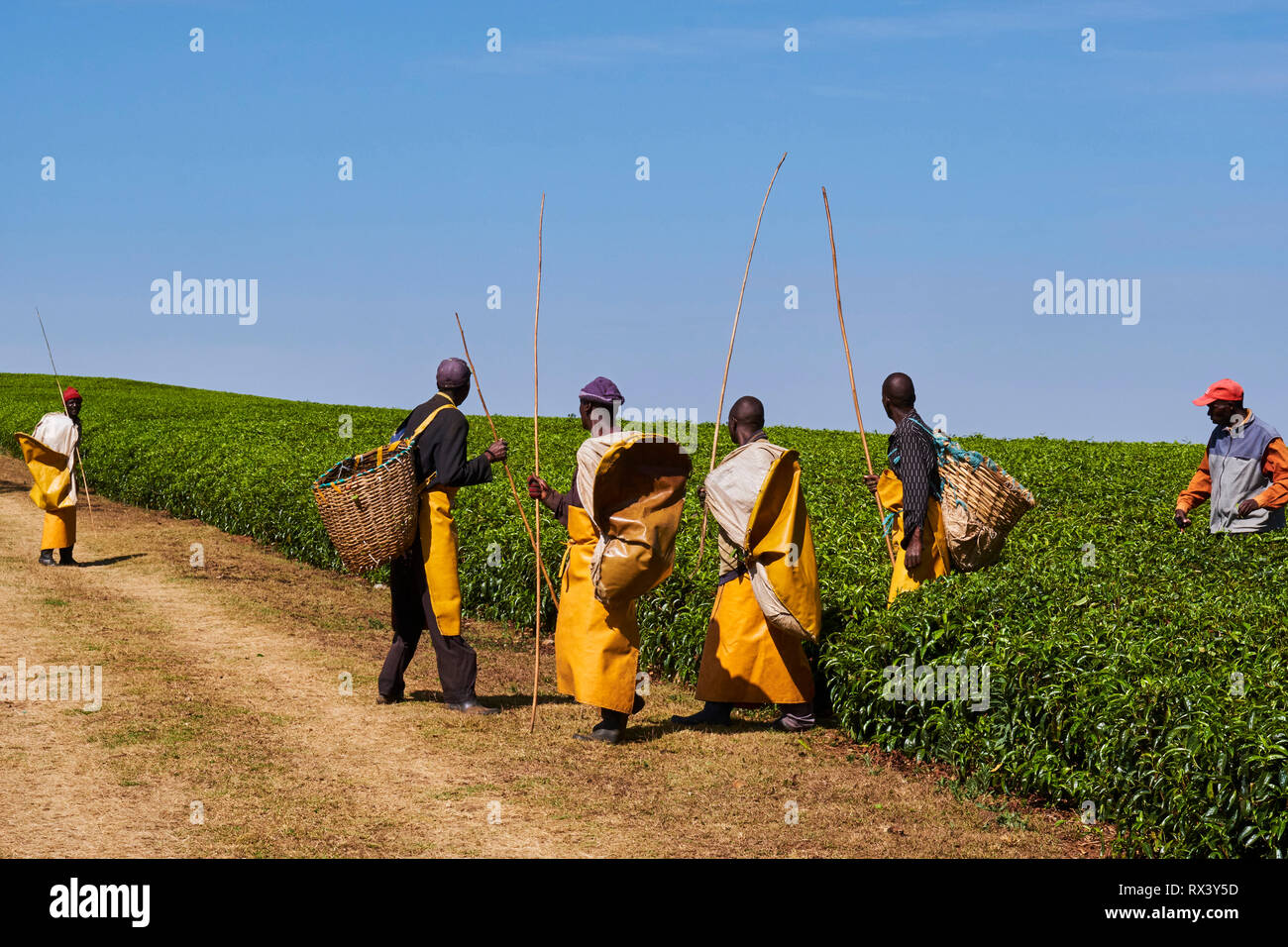 Kenya, Kericho county, Kericho, tea picker picking tea leaves Stock ...