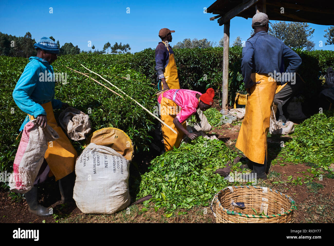 Kenya, Kericho county, Kericho, tea collect and weighing Stock Photo ...