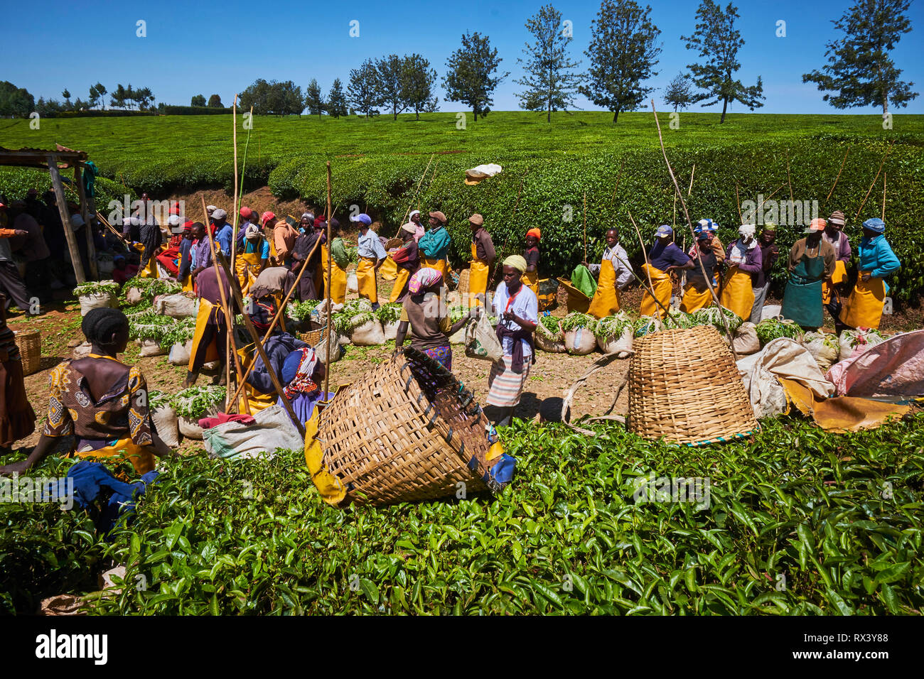 Kenya, Kericho county, Kericho, tea collect and weighing Stock Photo ...