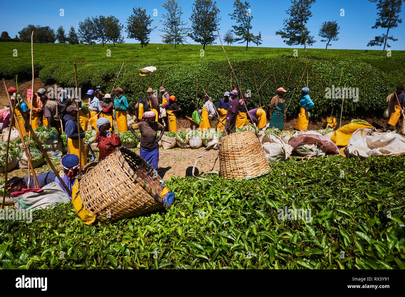 Kenya, Kericho county, Kericho, tea collect and weighing Stock Photo ...