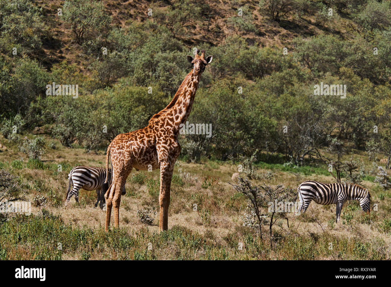 Kenya, Nakuru county, Hell's Gate National Park, zebra and giraffe ...