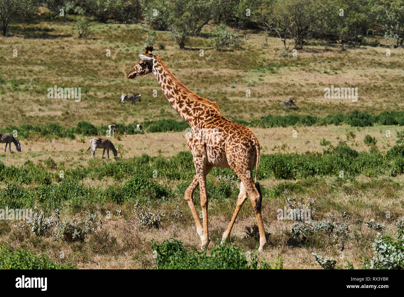 Kenya, Nakuru county, Hell's Gate National Park, giraffe Stock Photo ...