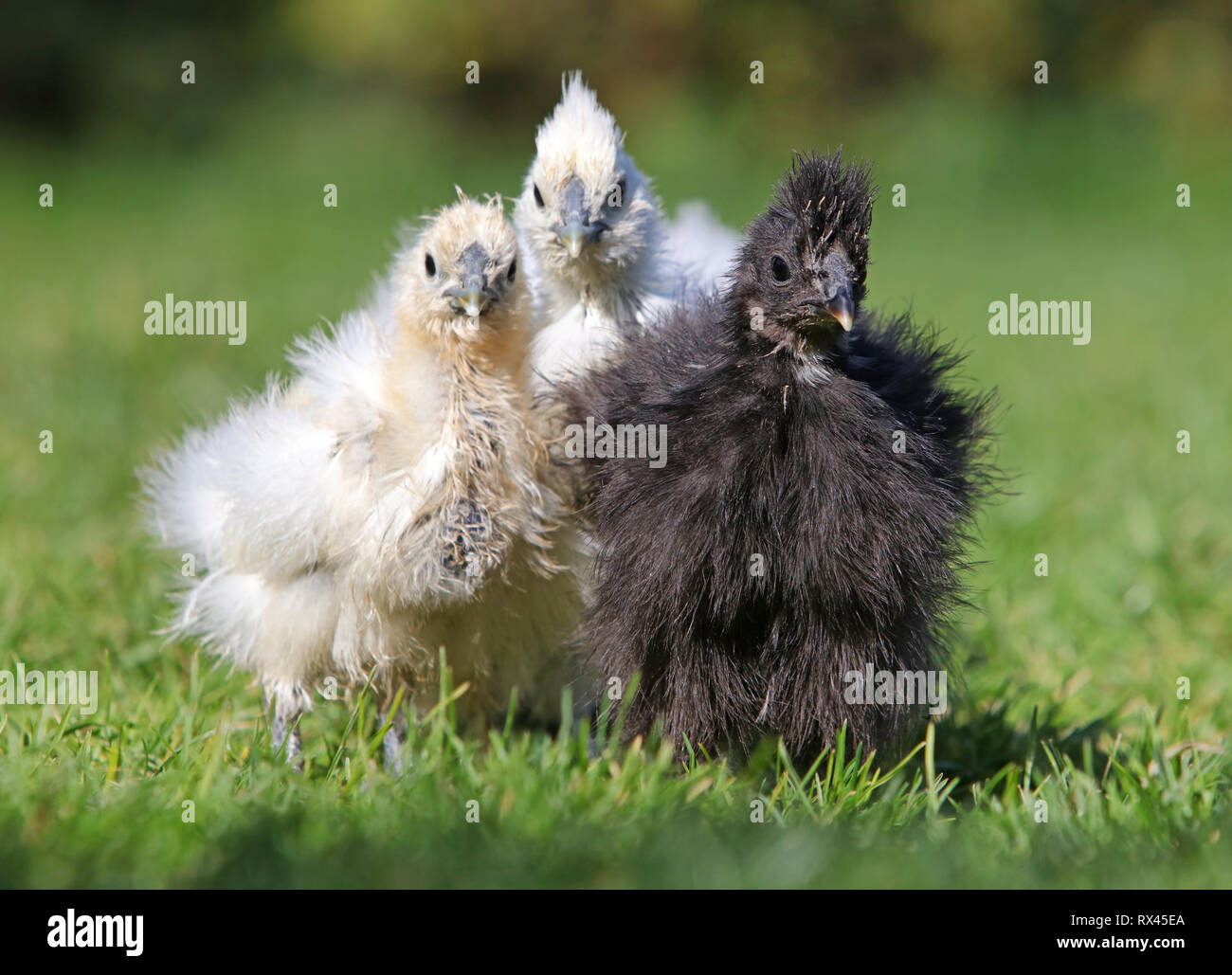 Chicken silk chinese bio farm, outdoor Stock Photo - Alamy