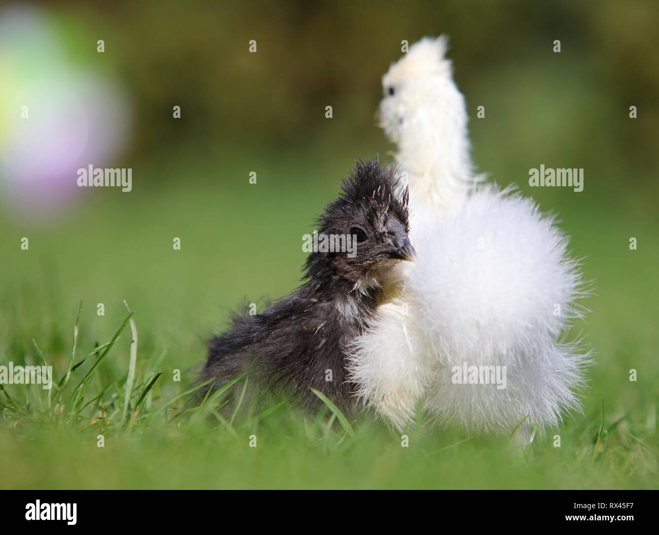 Grass background chickens hi-res stock photography and images - Alamy