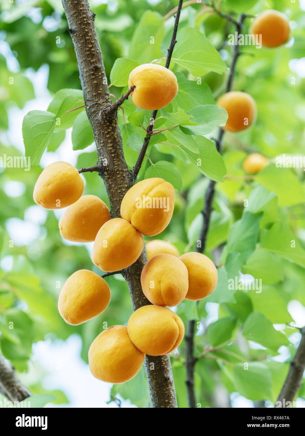 Unripe apricots on orchard hi-res stock photography and images - Alamy