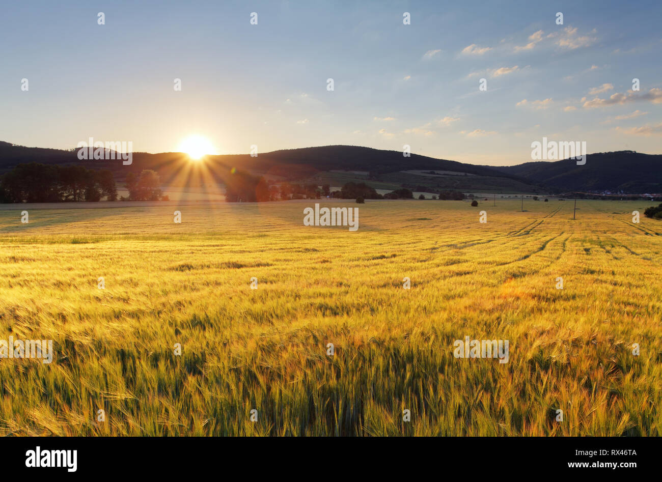 Wheat field with sun Stock Photo - Alamy