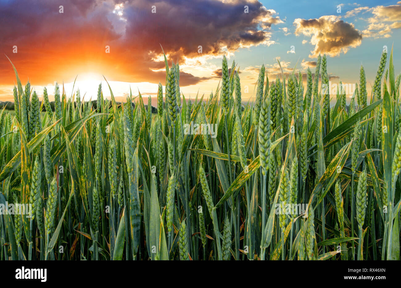 Landscape wheat field green hi-res stock photography and images - Alamy