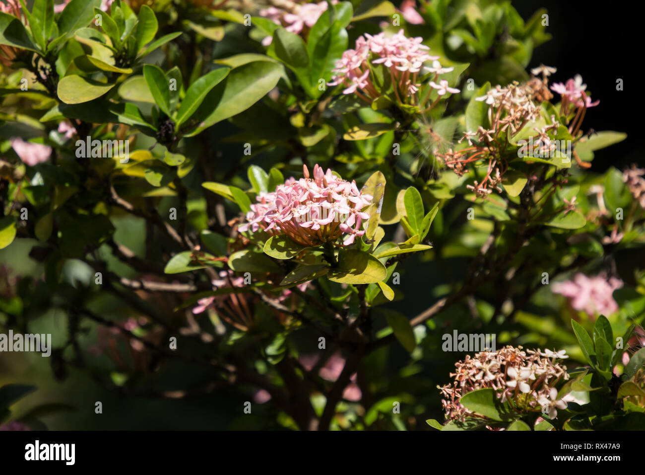 Close up of Small Pink mix soft white Ixora flower Stock Photo - Alamy