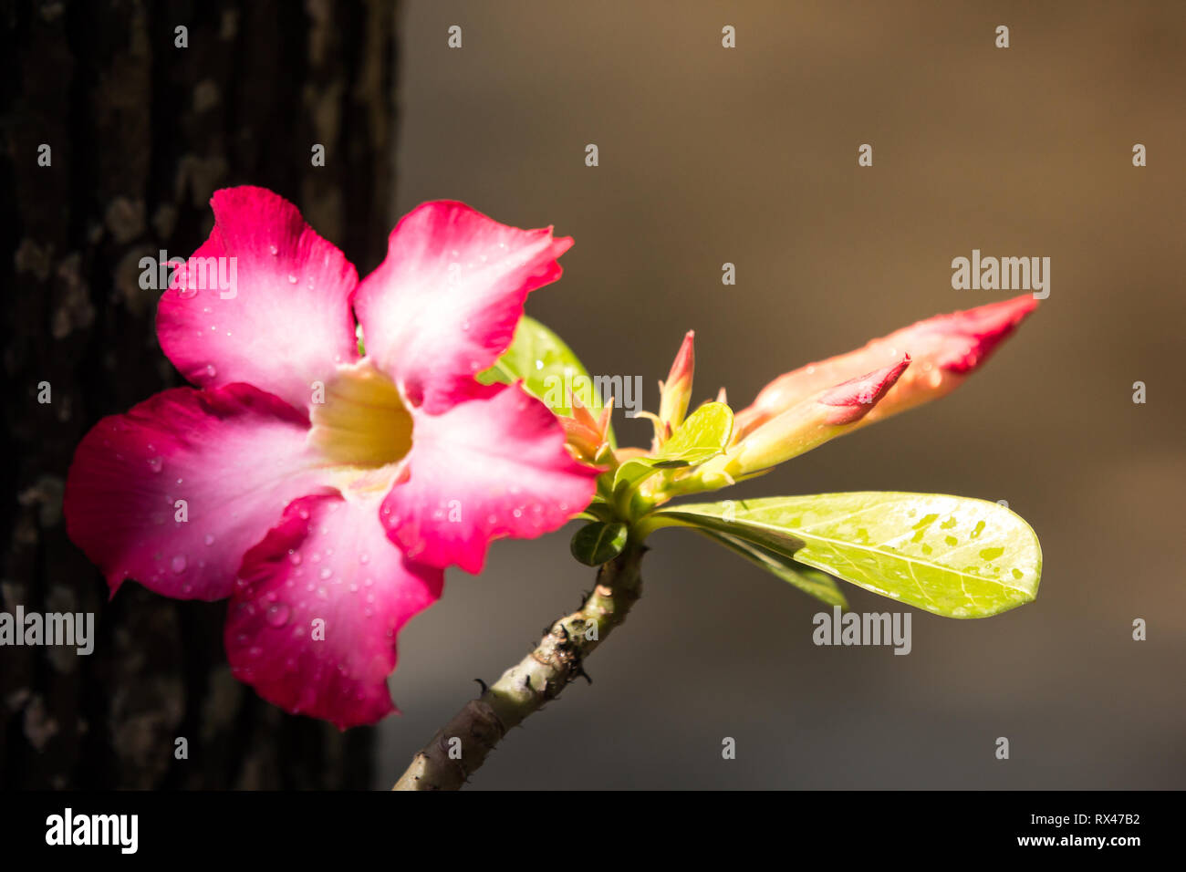 Close up of Pink Desert rose flowers Stock Photo - Alamy