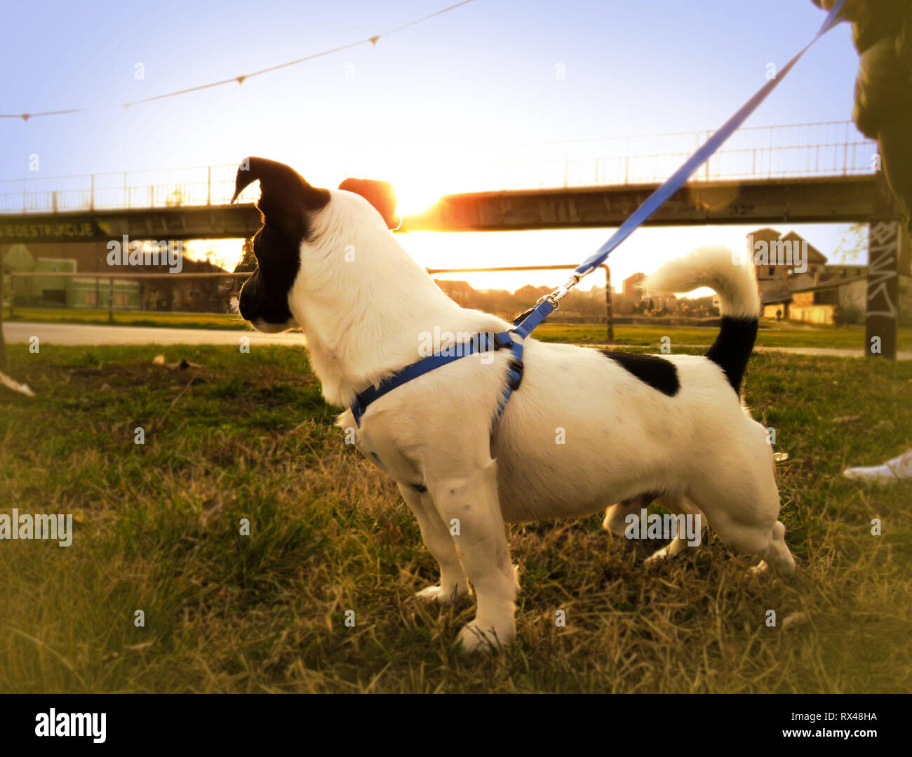 Sunset and dog hi-res stock photography and images - Alamy