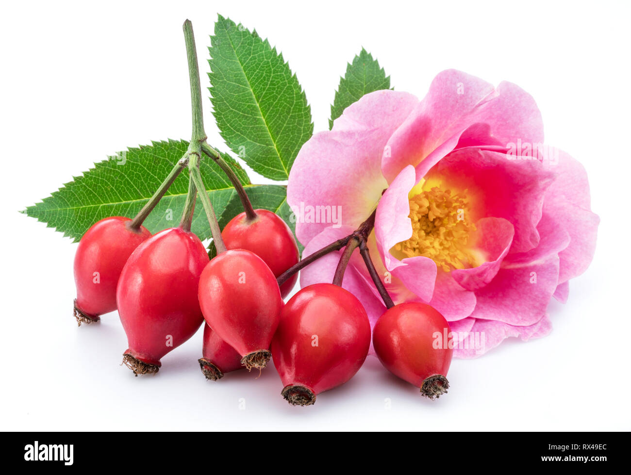 Rose-hips with rose flower isolated on a white background Stock Photo ...