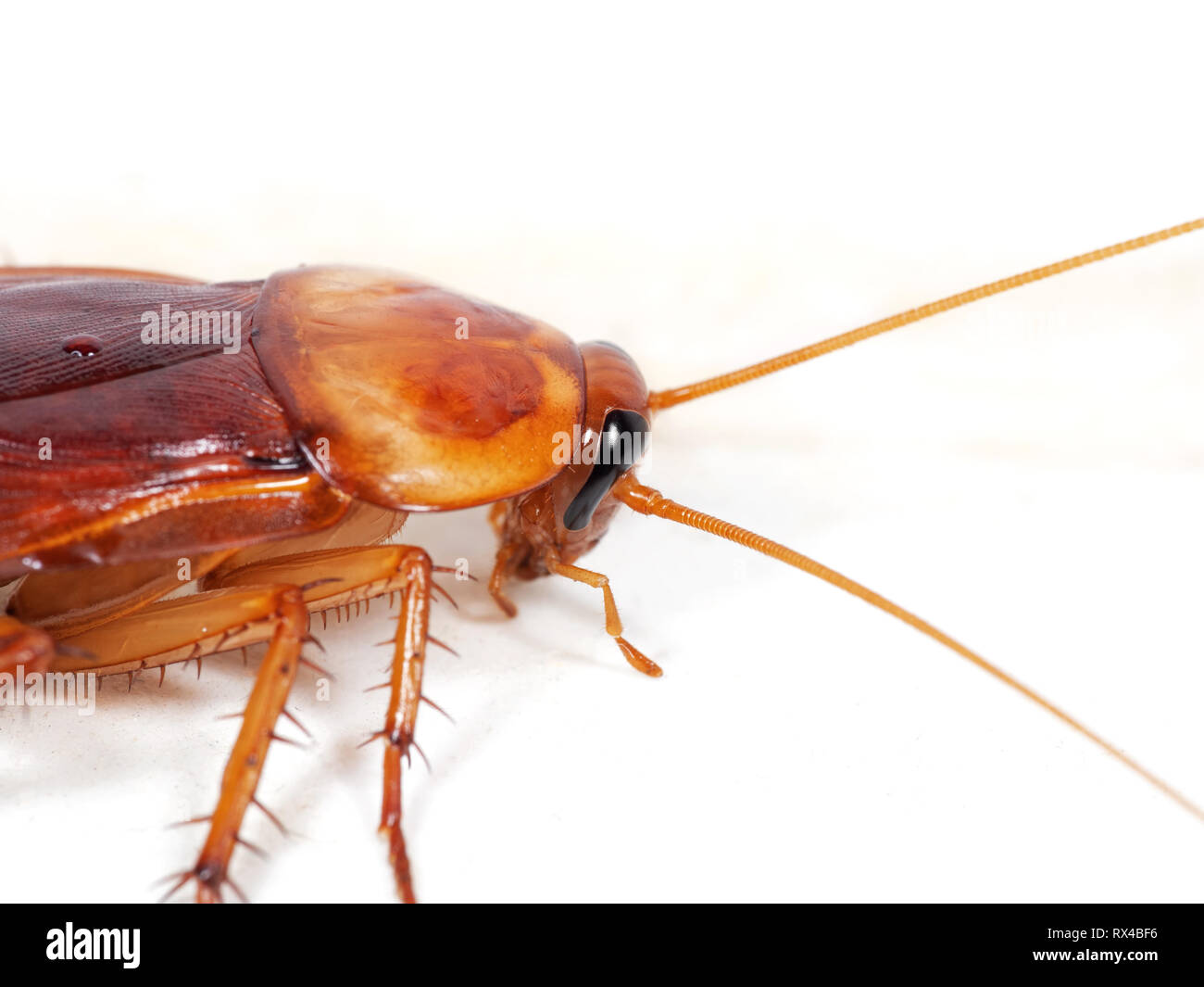 Macro Photography of Cockroach Isolated on White Background Stock Photo ...