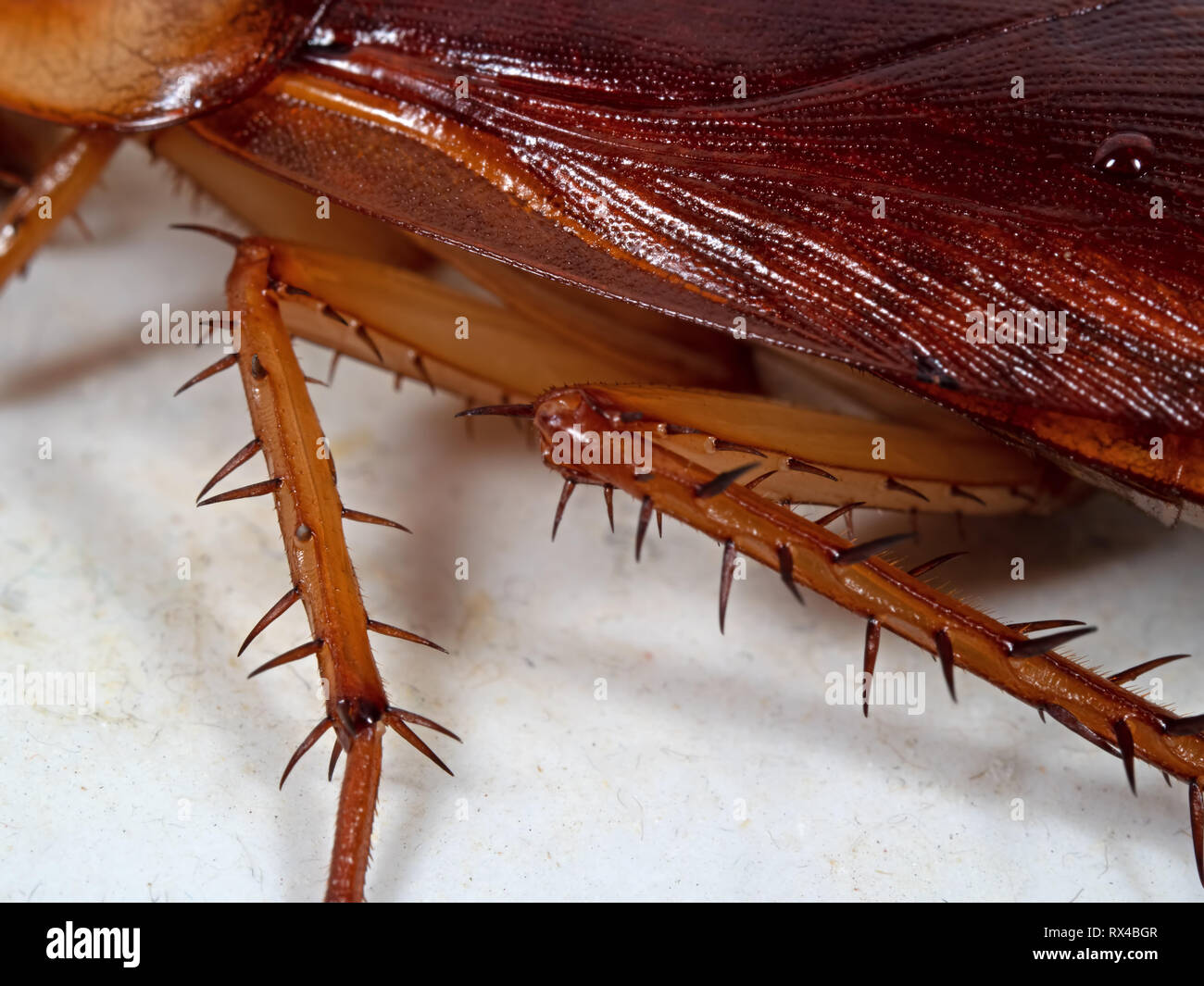 Macro Photography of Detail of Cockroach on The Floor, Selective Focus ...