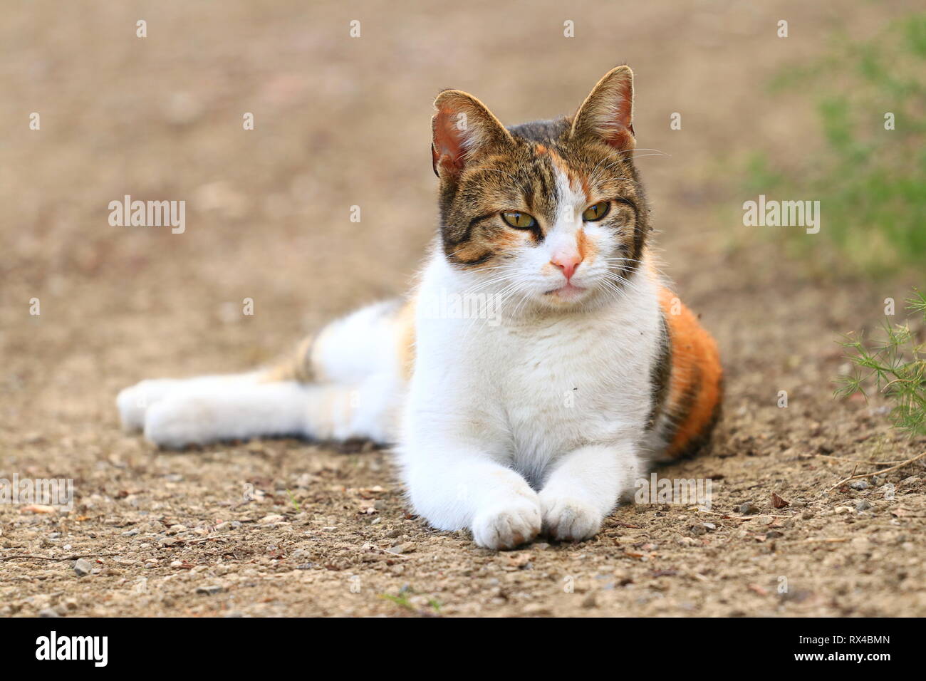 Cute cat posing in backyard Stock Photo - Alamy