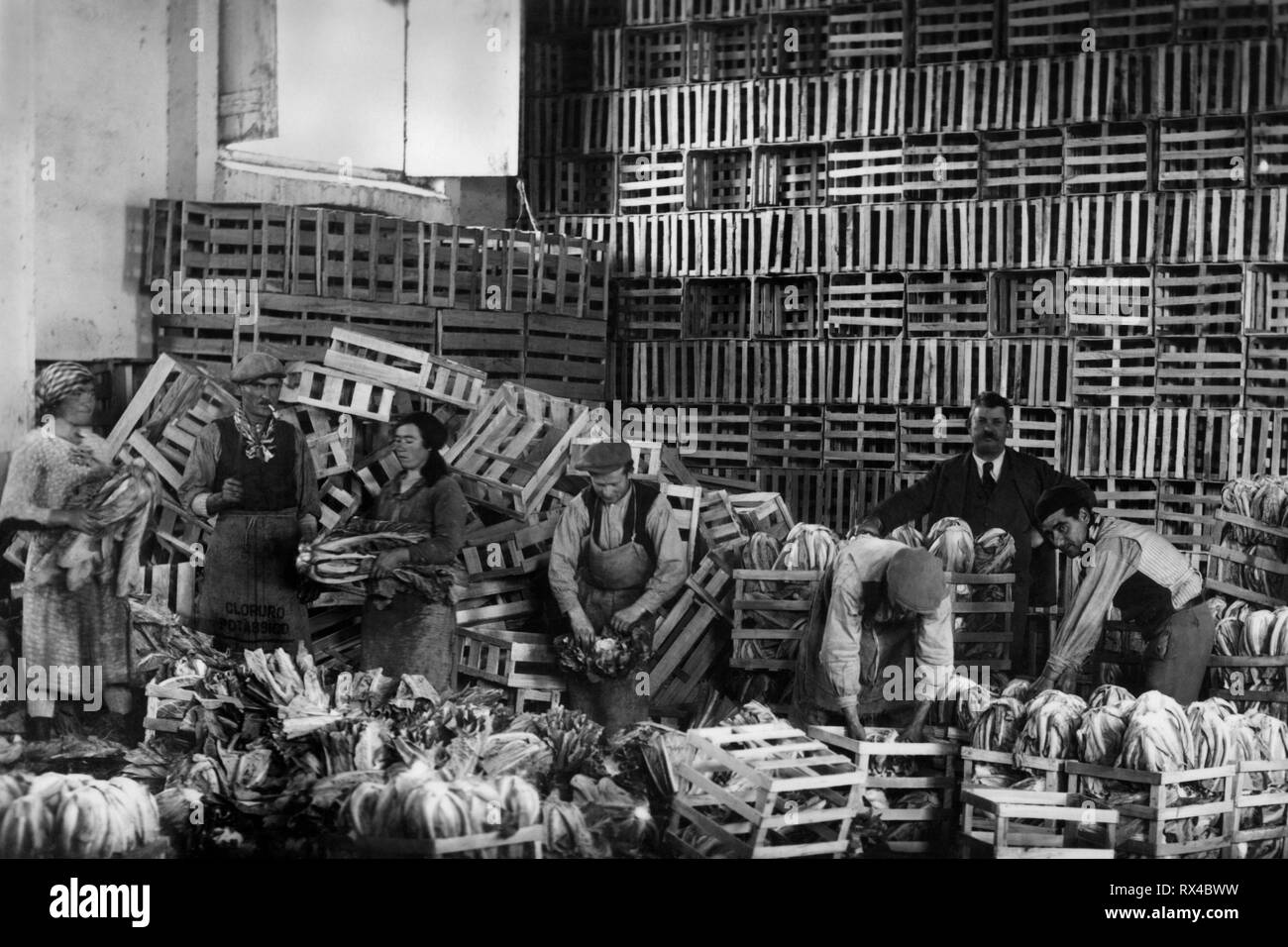 Europe, Italy, Calabria, sibari, caging of cauliflower, 1920-30 Stock ...