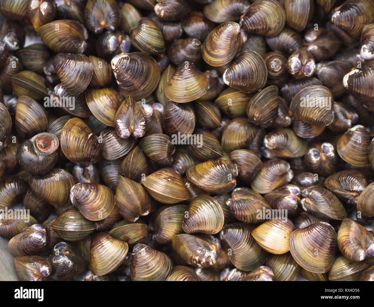 Shell Soup with Garlic, Chilli , Mint and Basil. The Traditional ...