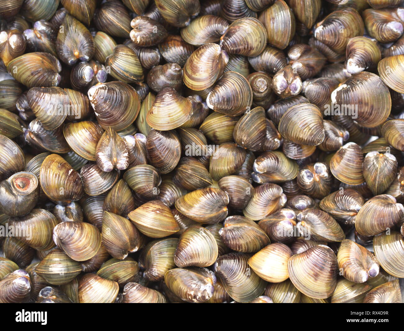 Clam miso soup hi-res stock photography and images - Alamy