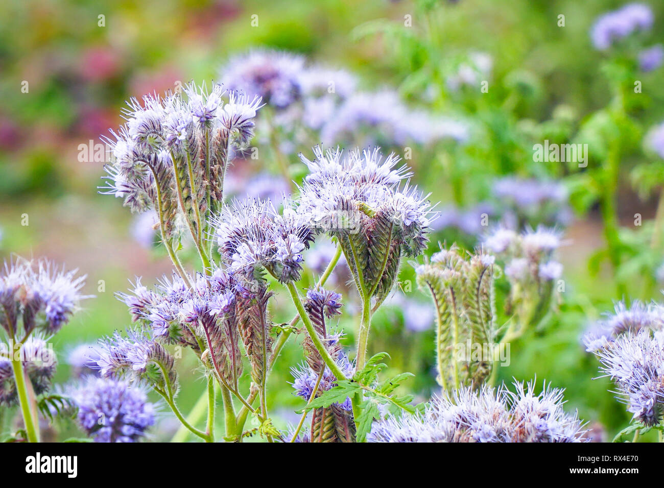 Phacelia tanacetifolia seeds hi-res stock photography and images - Alamy