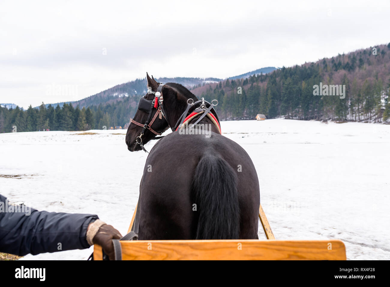 Behind horse hi-res stock photography and images - Alamy