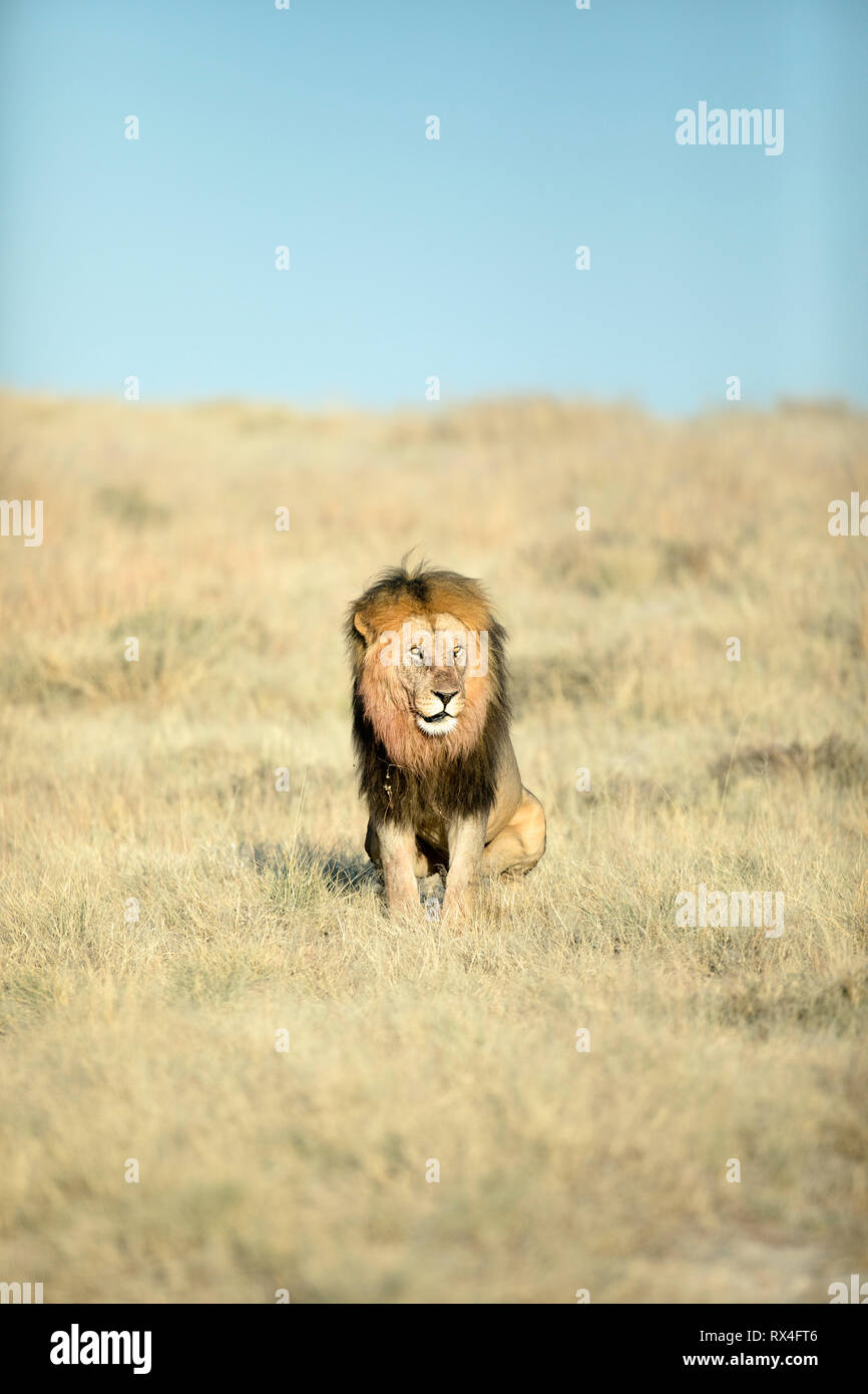 Lion mane hi-res stock photography and images - Alamy