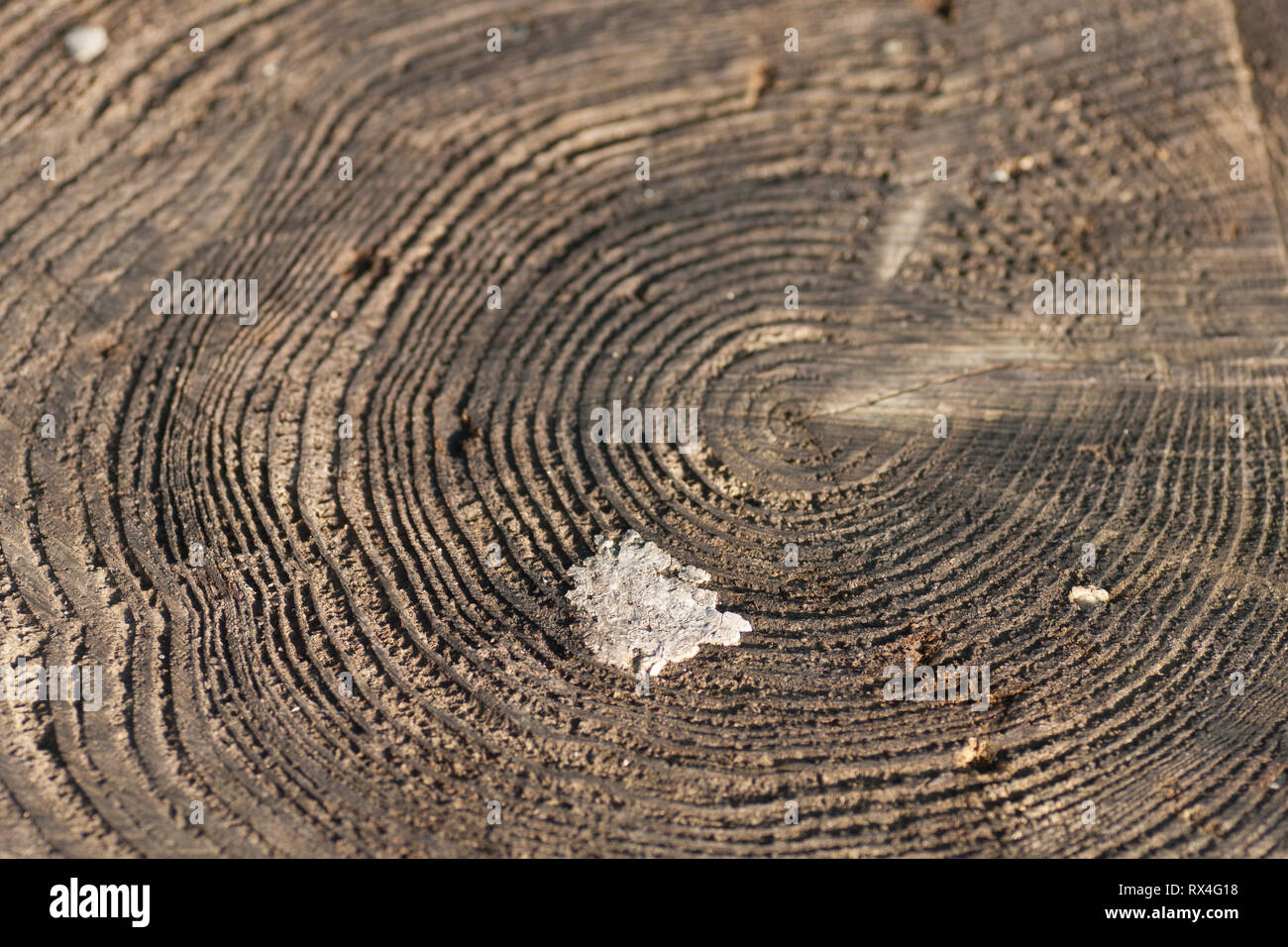 Cross section of tree trunk with growth rings Stock Photo - Alamy