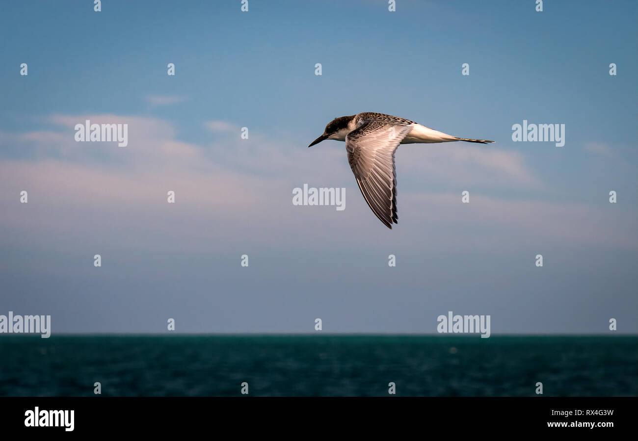 White fronted tern in flight hi-res stock photography and images - Alamy