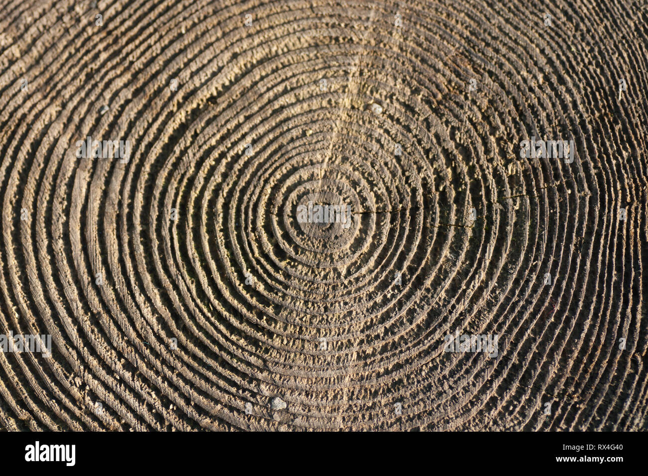 Cross section of tree trunk with growth rings Stock Photo - Alamy