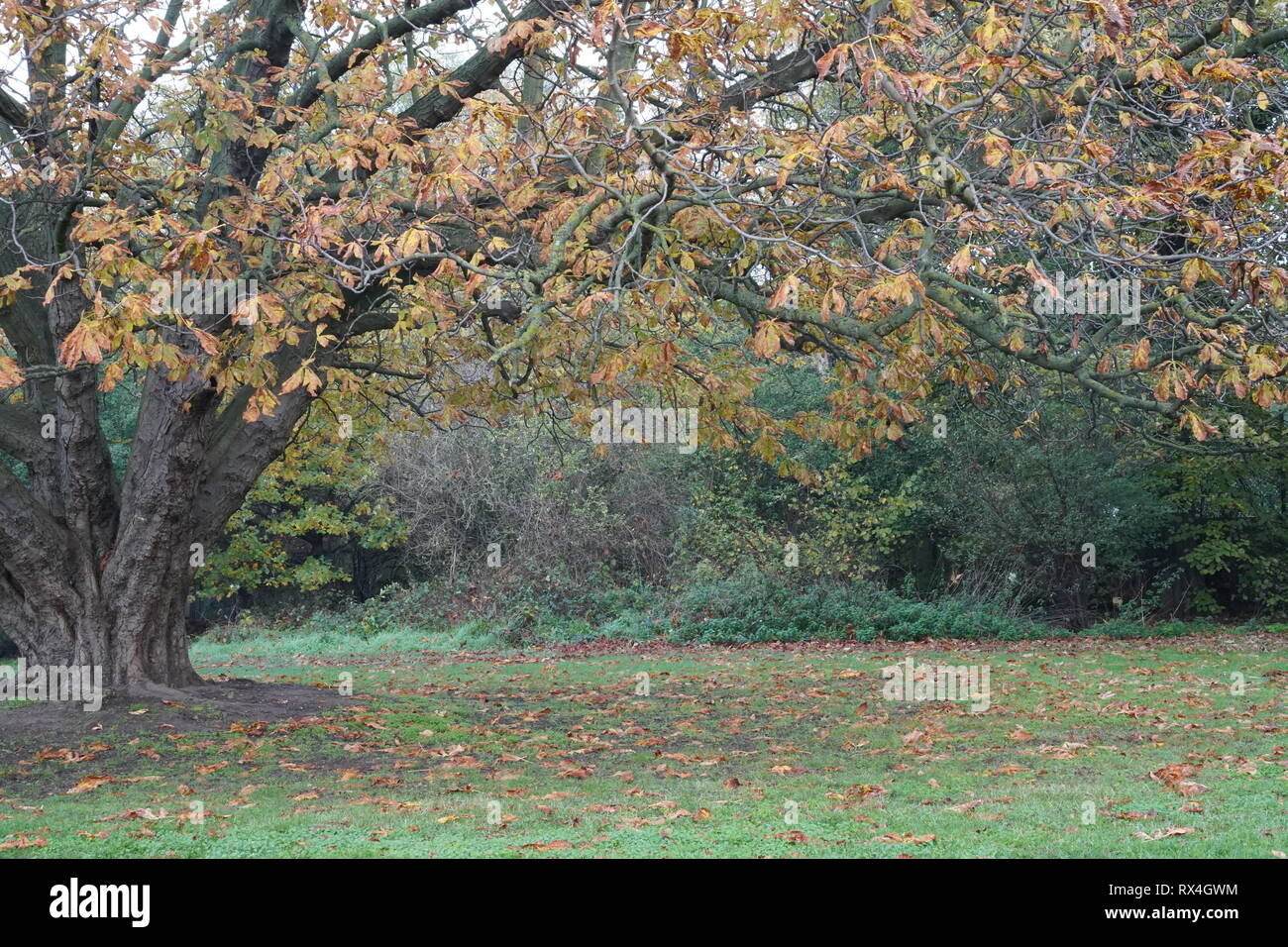 Tree in a park Stock Photo - Alamy