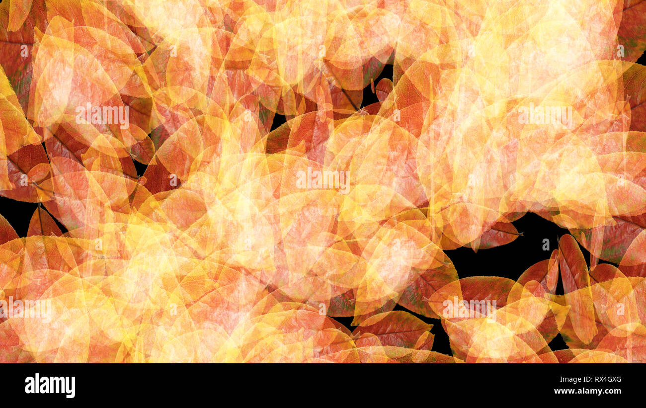 Fire like leaves hi-res stock photography and images - Alamy