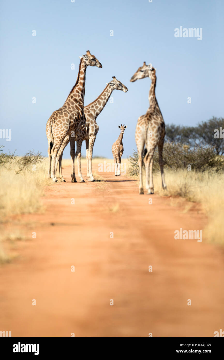 A giraffe tower in Namibia Stock Photo - Alamy