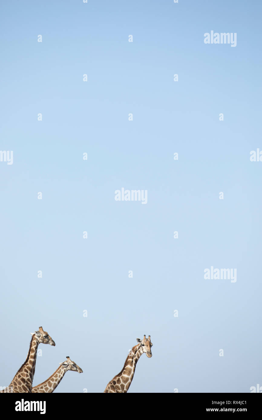 A giraffe tower in Namibia Stock Photo - Alamy