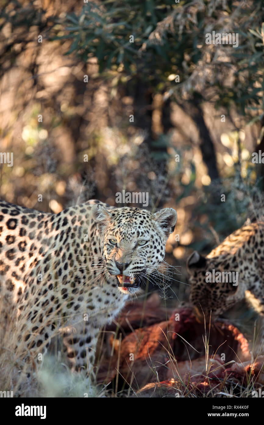A leopard on a kill in namibia Stock Photo - Alamy