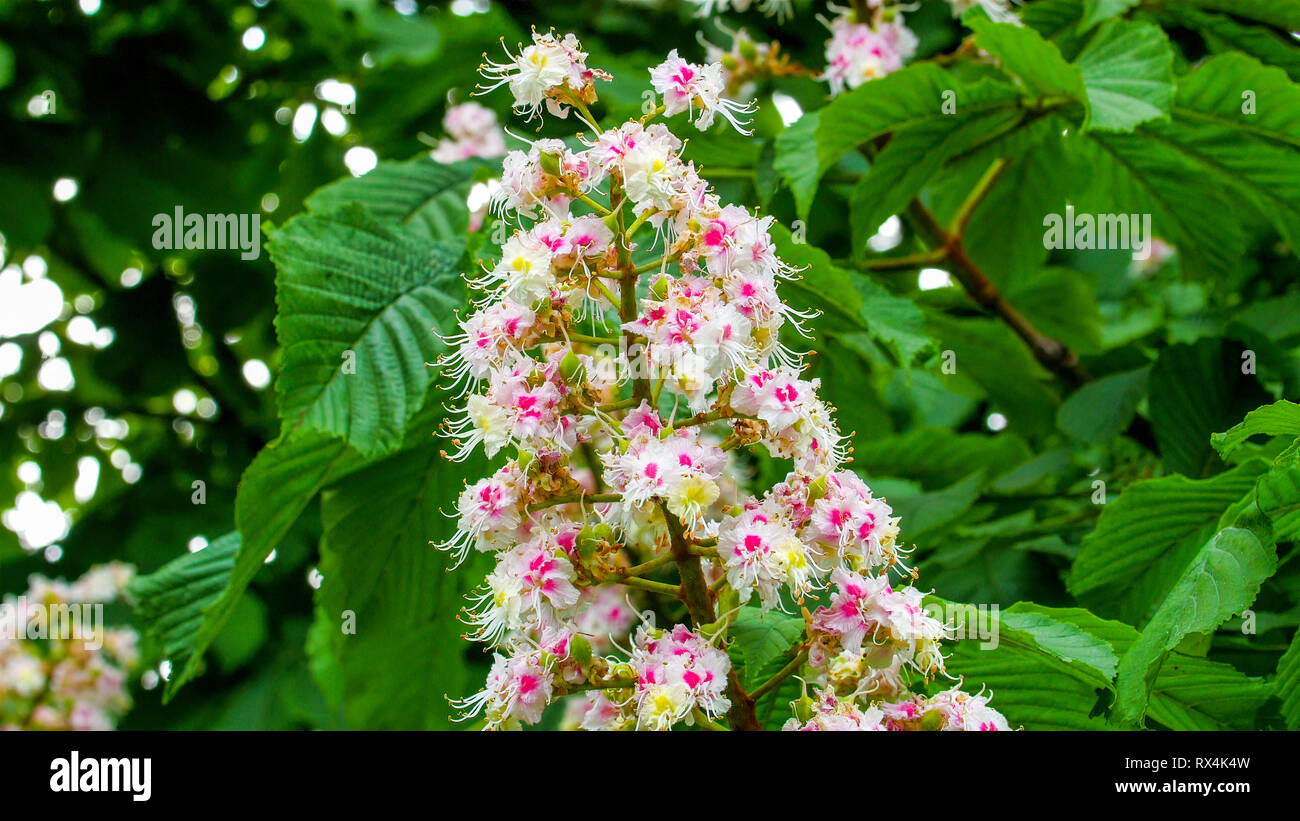 Synoecious hi-res stock photography and images - Alamy