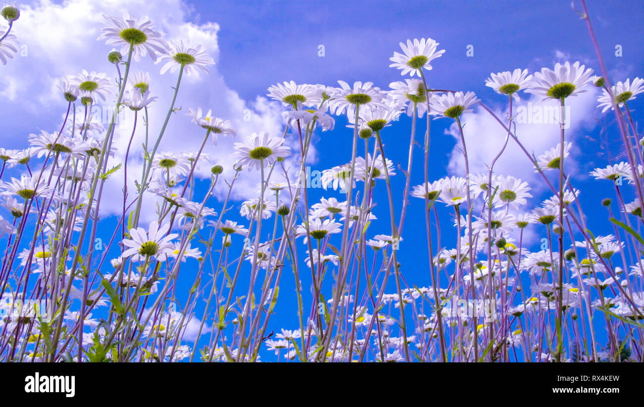 The daisies waving on the breeze of the wind. The daisies have white ...