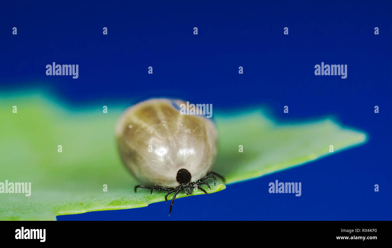 Big tick biting hi-res stock photography and images - Alamy