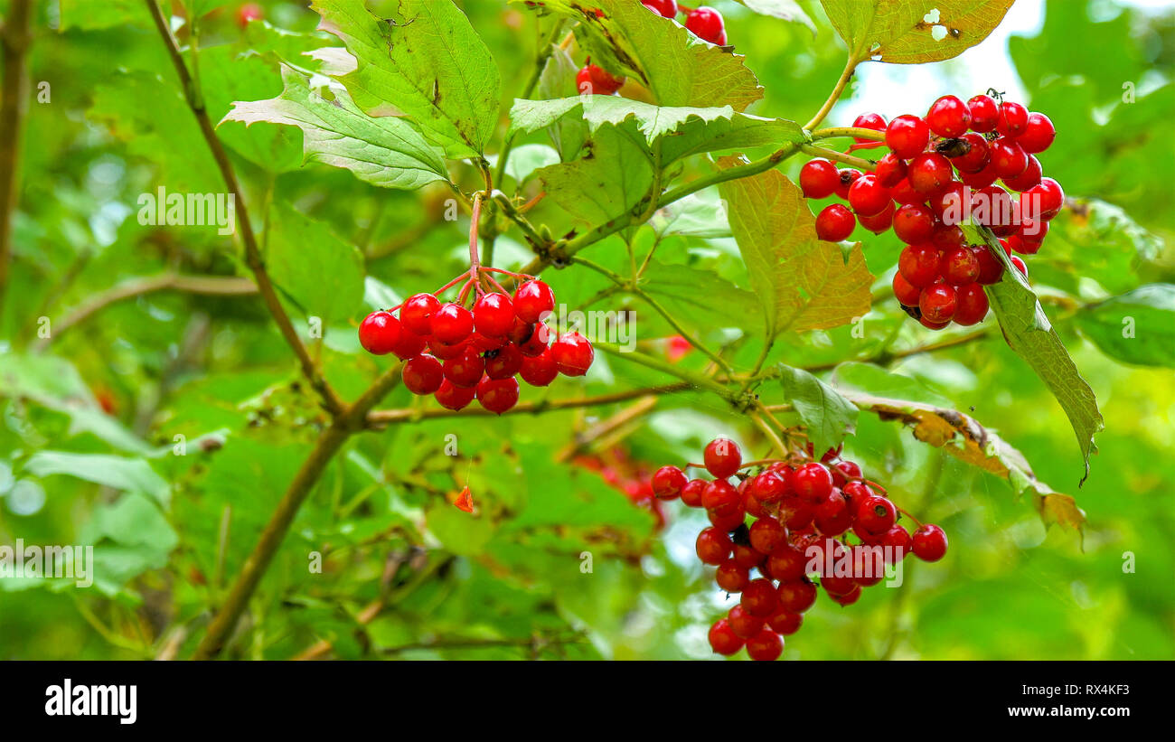 Thornapple hi-res stock photography and images - Alamy