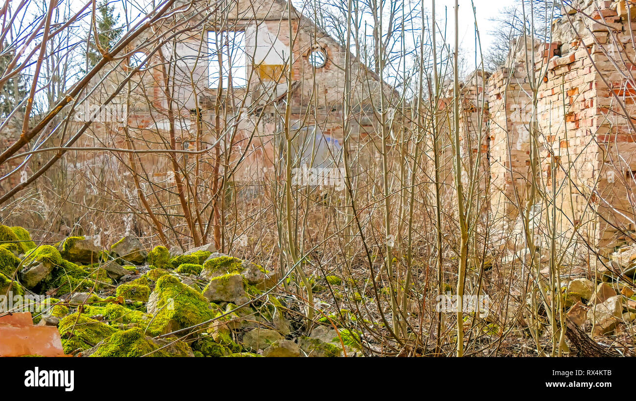 Leafless withered trees are inside the house. It is the ruined house ...