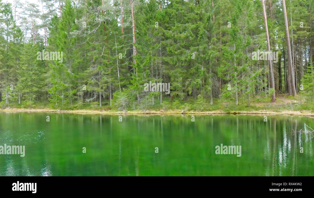 A big water spring surrounded with trees. Tall trees covering the lake ...