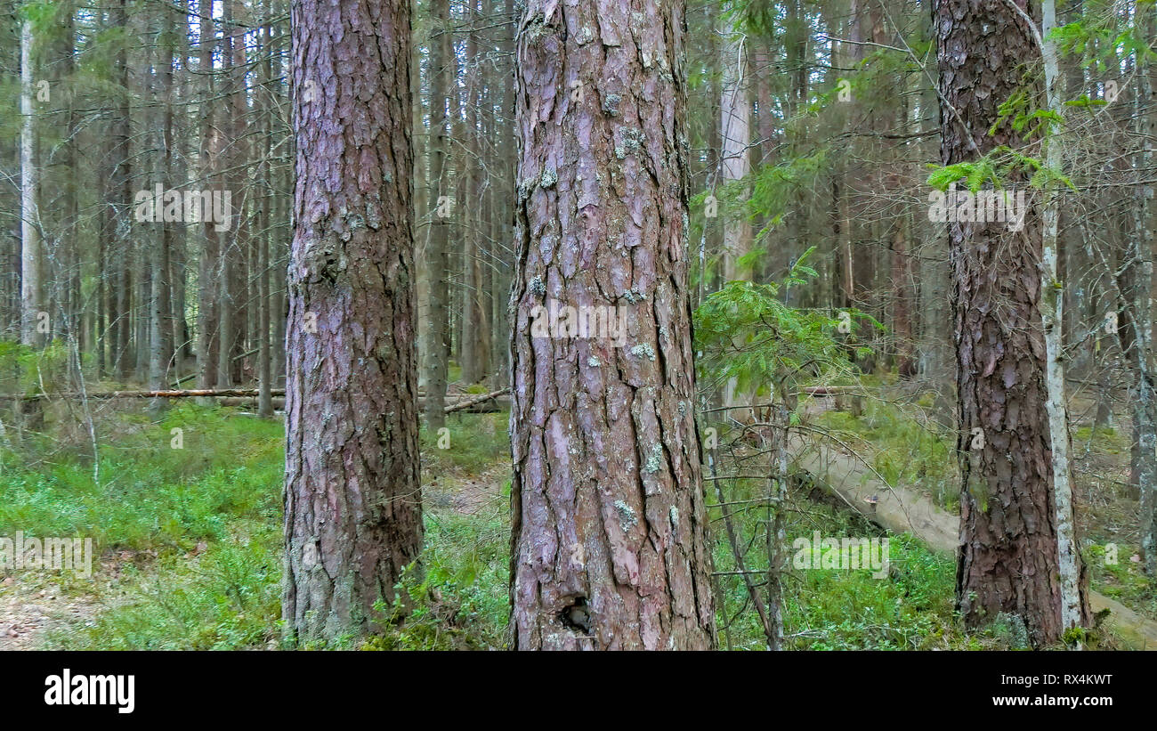 Twigs and tall trunk of the trees in the forest. Almost dried and ...